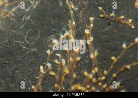 Freshwater moss animal (Plumatella fruticosa Stock Photo - Alamy