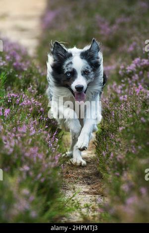 Border collie dog in heather landscape Stock Photo - Alamy