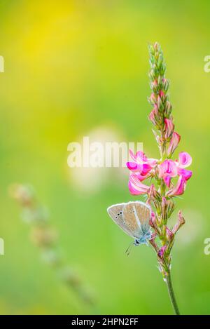 Polyommatus damon, the Damon blue, is a butterfly of the family ...