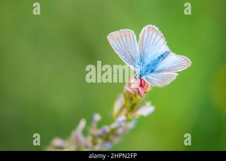 Polyommatus damon, the Damon blue, is a butterfly of the family ...