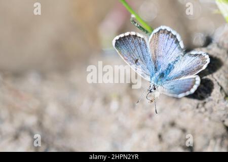 Pseudophilotes baton, the baton blue, is a butterfly of the family ...
