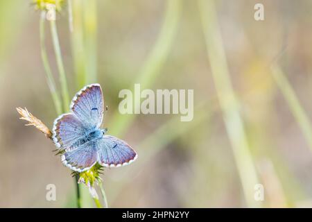 Pseudophilotes baton, the baton blue, is a butterfly of the family ...