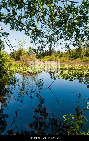 Panther Lake in Kent, Washington Stock Photo - Alamy