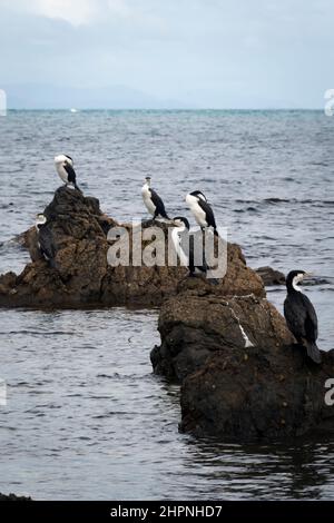 A group of Australian Pied Cormorants on a wharf in Kangaroo island ...