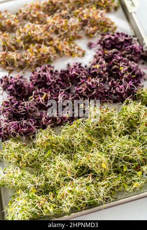 Day 6. Drying freshly harvested organic sprouts on a baking sheet lined ...