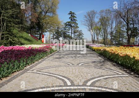 Tulips and flowers Emirgan park Stock Photo - Alamy
