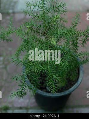 Hoop pine (Araucaria cunninghamii Stock Photo - Alamy