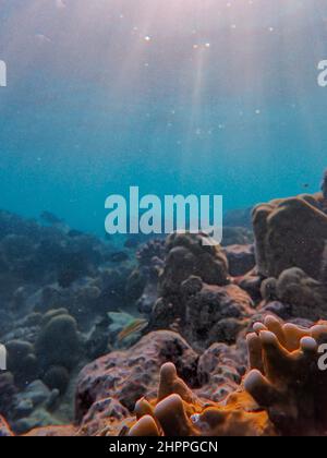 Beautiful view of the underworld of the ocean Stock Photo - Alamy