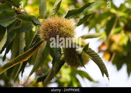 Chestnut on the tree before the fruit ripens in October Stock Photo - Alamy
