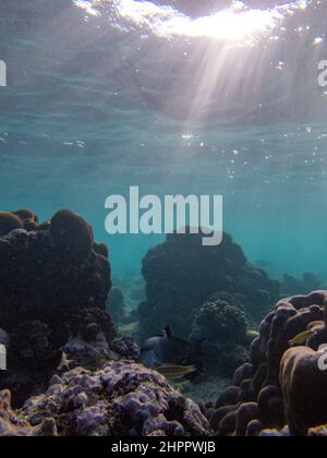 Beautiful view of the underworld of the ocean Stock Photo - Alamy