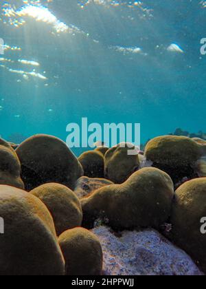 Beautiful view of the underworld of the ocean Stock Photo - Alamy