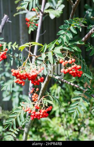 Rowan (Sorbus aucuparia, English: Rowan, Mountain-Ash), Norrbotten ...