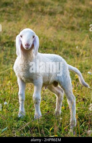September 2021, Italy. Tender white lamb in a green meadow Stock Photo ...