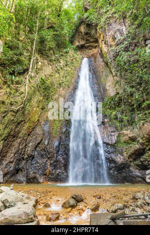 Caribbean, Dominica Island, Morne Diablotin National Park, acomat ...