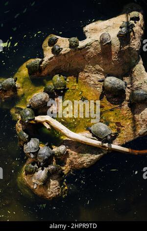 group of red-eared turtles from the family of American freshwater ...