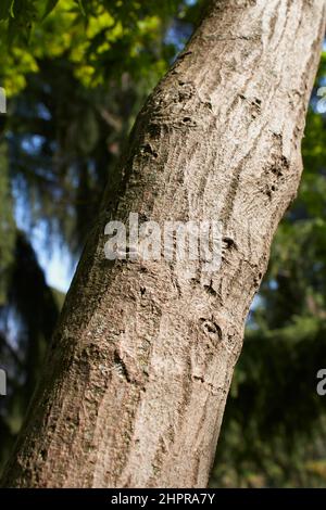 Acer palmatum branch and trunk close up Stock Photo - Alamy