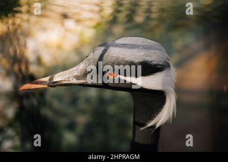Demoiselle Crane close portrait against an unfocused background Stock ...