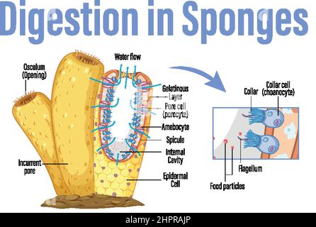 Diagram showing digestion in sponges illustration Stock Vector Image ...