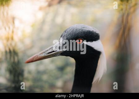 Demoiselle Crane close portrait against an unfocused background Stock ...