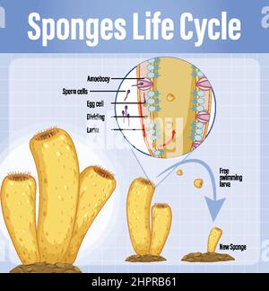 Diagram showing sponges life cycle illustration Stock Vector Image ...