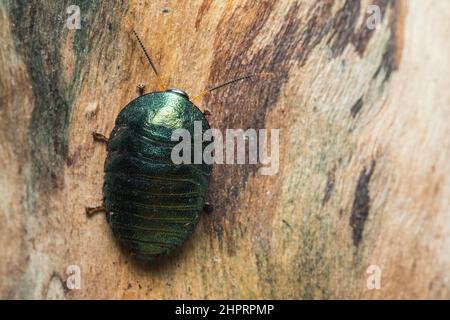 Emerald green cockroach (Pseudoglomeris magnifica Stock Photo - Alamy