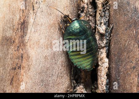 Emerald green cockroach (Pseudoglomeris magnifica Stock Photo - Alamy
