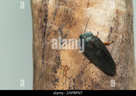 Emerald green cockroach (Pseudoglomeris magnifica Stock Photo - Alamy