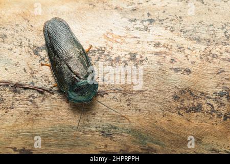 Emerald green cockroach (Pseudoglomeris magnifica Stock Photo - Alamy
