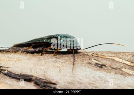 Emerald green cockroach (Pseudoglomeris magnifica Stock Photo - Alamy