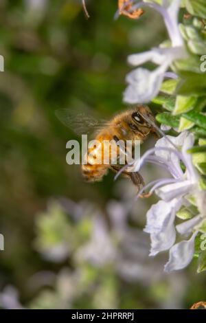 Honey bee hovering with blurry wings Stock Photo - Alamy