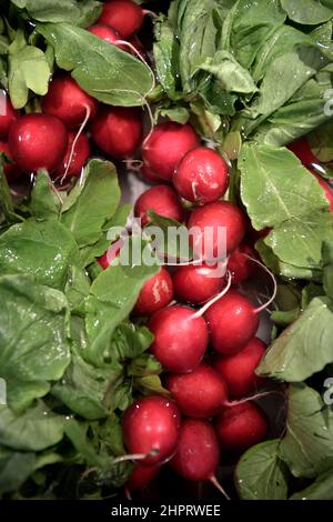 Red radishes Photo Janerik Henriksson / TT code 10010 Stock Photo - Alamy