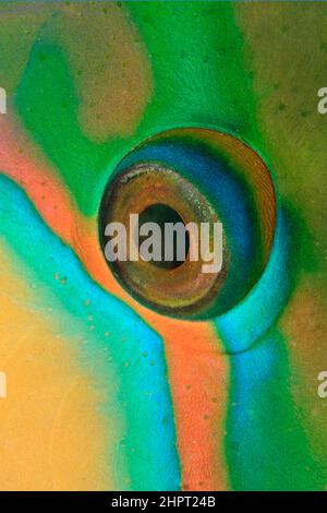 Eye of a Parrot fish ,Tropical Fish eyes , philippines ,Asia Stock ...
