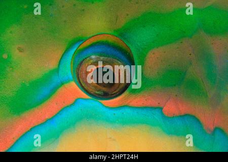 Eye of a Parrot fish ,Tropical Fish eyes , philippines ,Asia Stock ...
