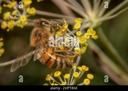 Bee is curled up upside down and drinking nectar from yellow flower ...