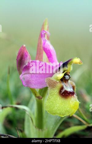 Ophrys tenthredinifera, the sawfly orchid, is a terrestrial species of ...