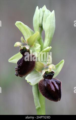 Flower of the terrestrial Early spider orchid (Ophrys aranifera), an ...
