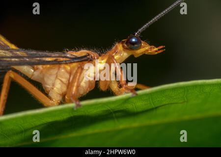 Closeup Beautiful Wings of Orange Crane Fly on Green Leaf, Selective ...