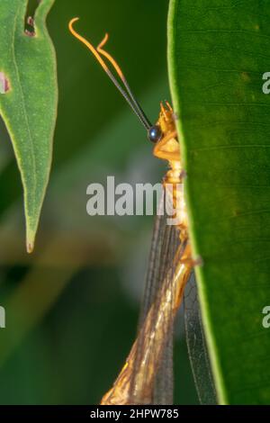 Orange crane fly hanging on a leaf with big pointy orange and black ...