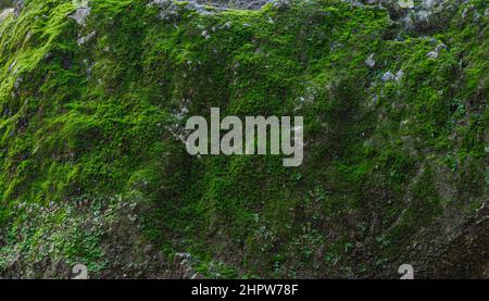 Huge stone mountain covered with moss and lichen Stock Photo - Alamy