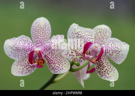 Close up of Florida sun orchids in bloom Stock Photo - Alamy