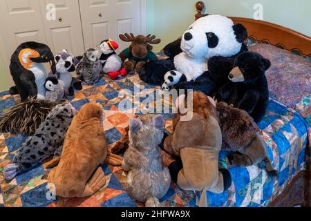 Stuffed animals gathered for story-telling time on a bed Stock Photo ...
