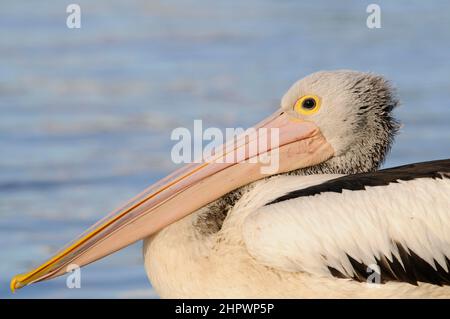 Australian pelican (Pelecanus conspicillatus), Adelade, Australia Stock ...