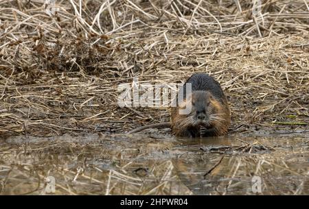 Nutria (Myocastor coypus), feeding, Marchau, Stillfried, Lower Austria ...