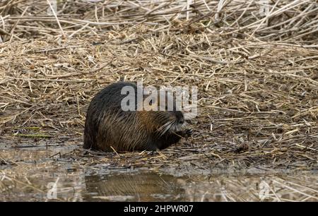 Nutria (Myocastor coypus), feeding, Marchau, Stillfried, Lower Austria ...