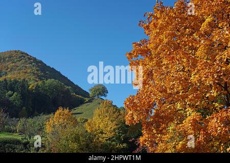 Autumn leaves, view of Dettingen-Erms, Albtrauf and Hohenneuffen Castle ...