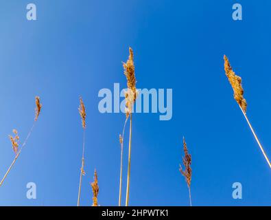 reed grass in backwater under blue sky Stock Photo - Alamy