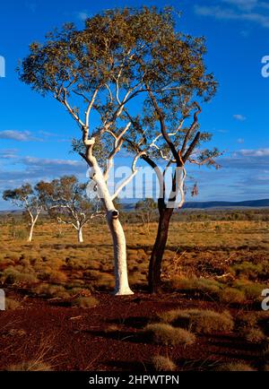 Eucalyptus Gum Trees with Spinifex Grass, Kimberley,Northwest Australia ...