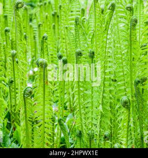 beautiful fern at the meadow symbolizes contact Stock Photo - Alamy