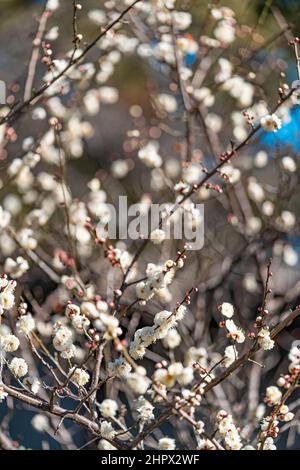 White flower of Japanese Ume tree, with branches Stock Photo - Alamy