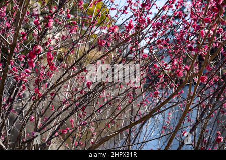 Pink flower of Japanese Ume tree, with branches Stock Photo - Alamy